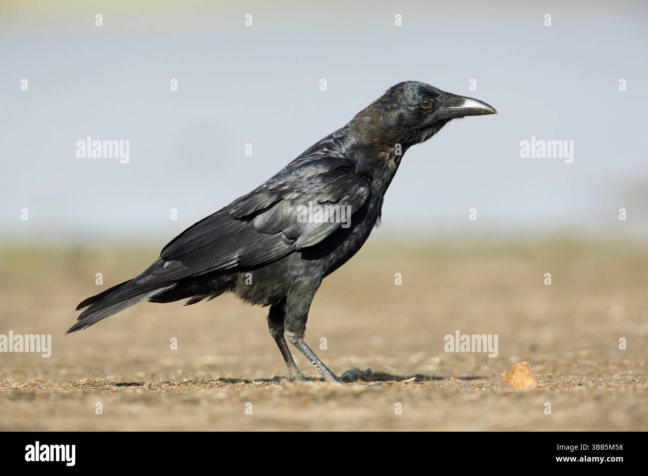 Little Raven (Corvus mellori) juvenile, Victoria, Australia, Oceania ...