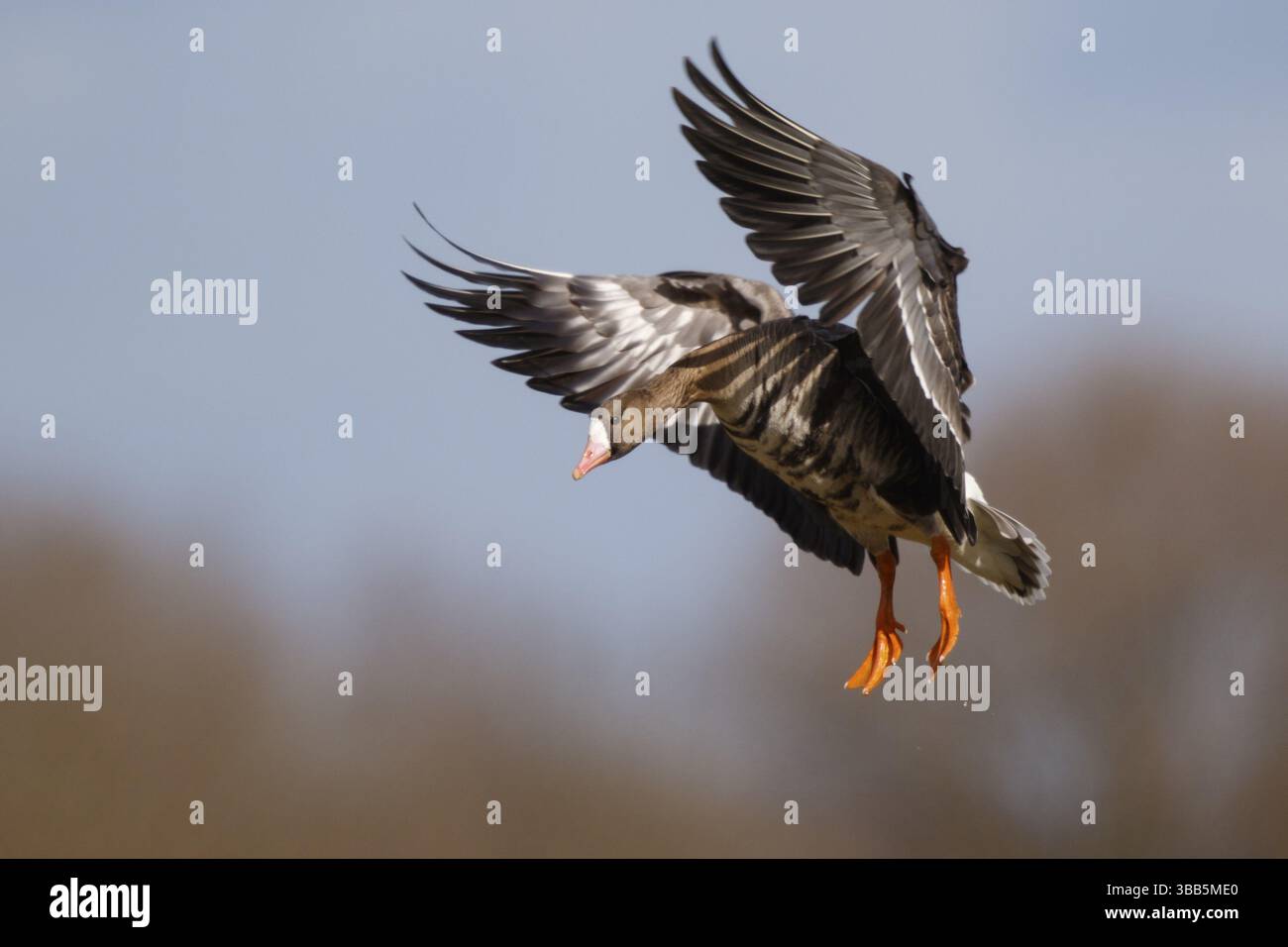 Greater White-fronted Goose (Anser albifrons) landing, North Rhine ...