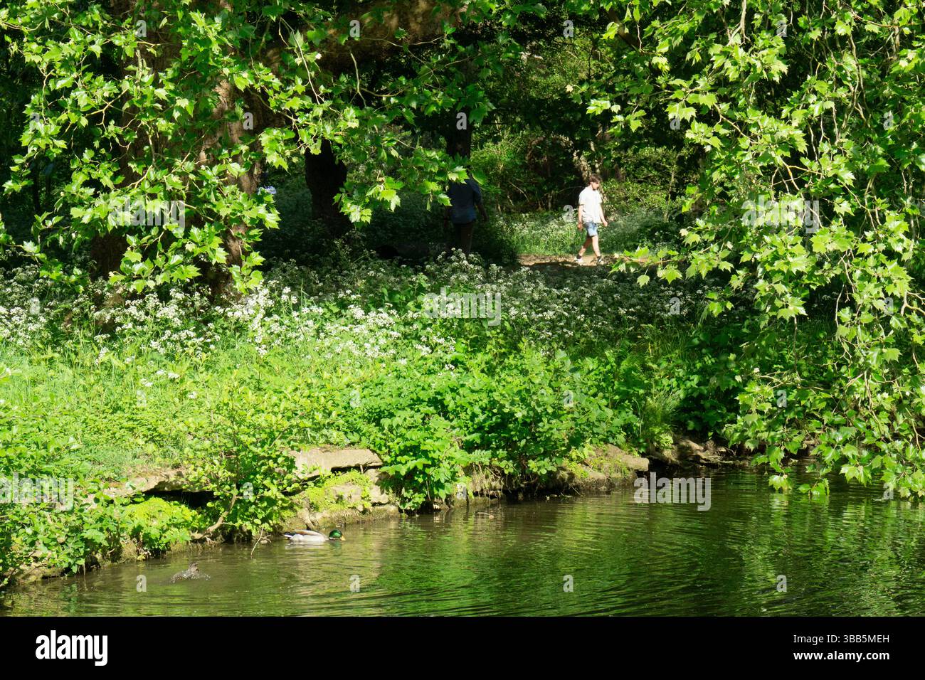 UK weather, 14 May 2025: In the city of Oxford stands of frothy white ...