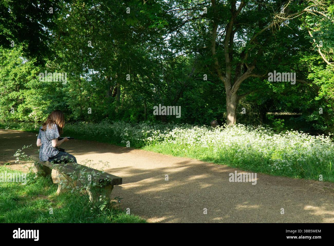 UK weather, 14 May 2025: In the city of Oxford stands of frothy white ...