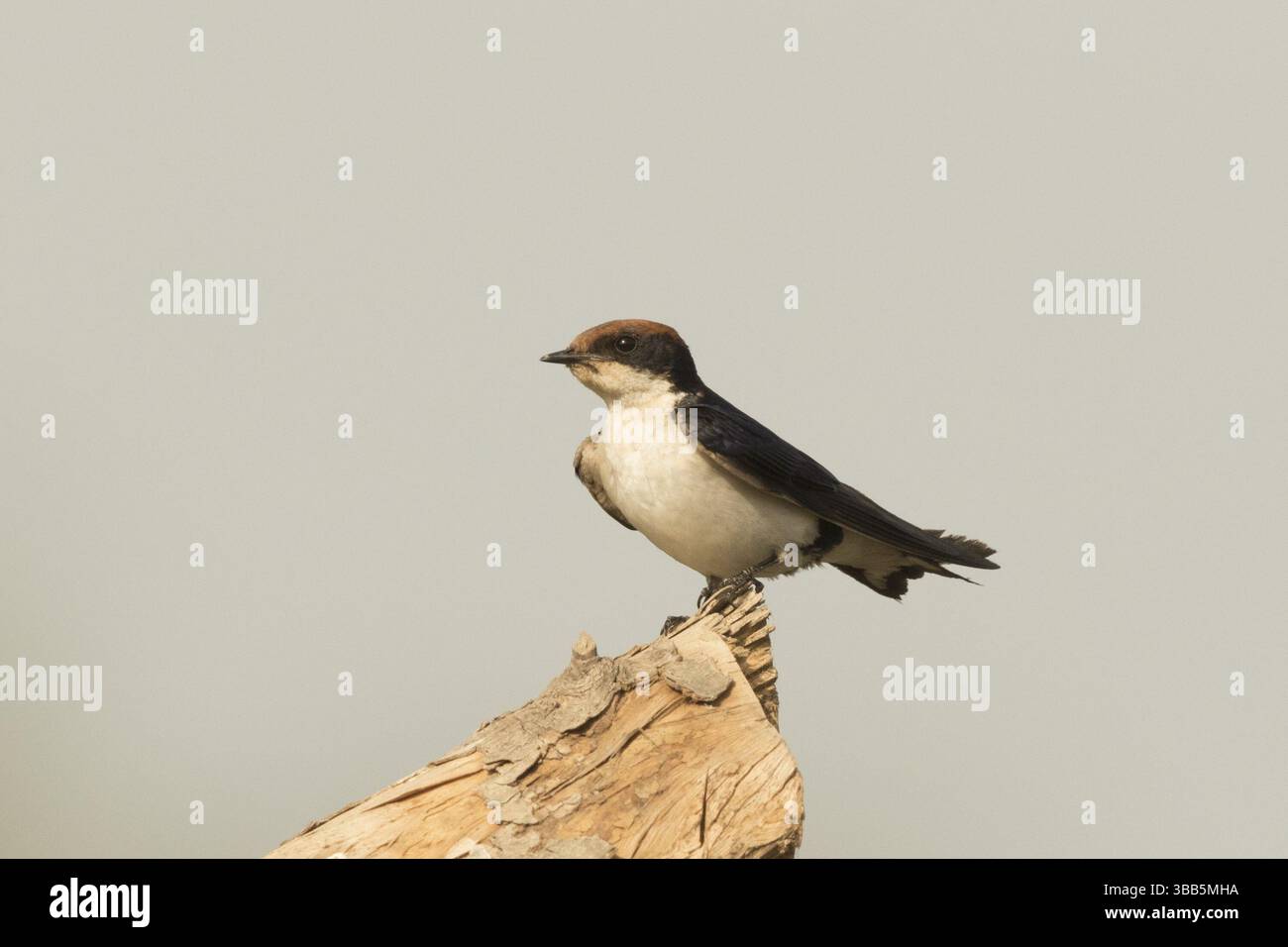Wire-tailed Swallow (Hirundo smithii), Gambia, Africa Stock Photo - Alamy