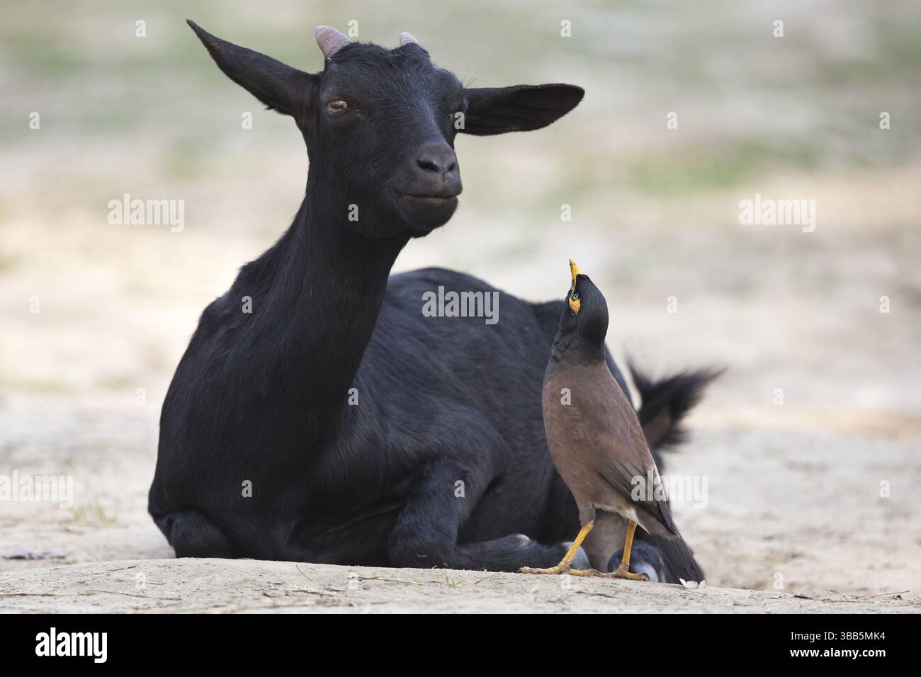 Common Myna (Acridotheres tristis) looking on a Black Bengel goat for ...