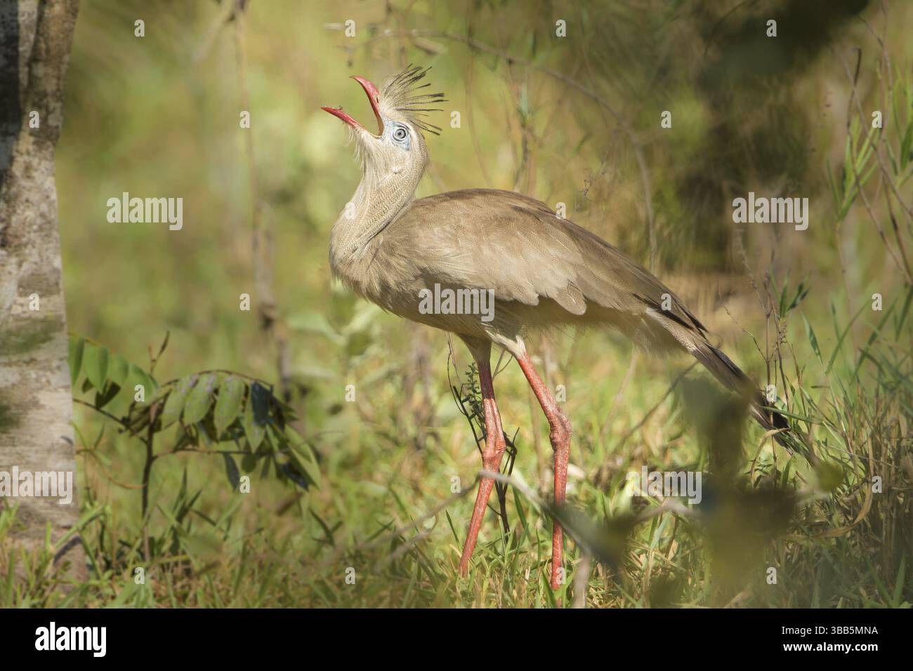 Red-legged Seriema (Cariama cristata), Bolivia, South America Stock ...