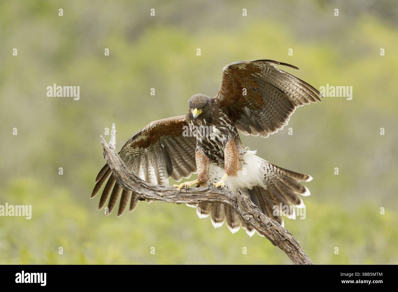 Harris's Hawk (Parabuteo unicinctus) juvenile, Texas, USA, North ...