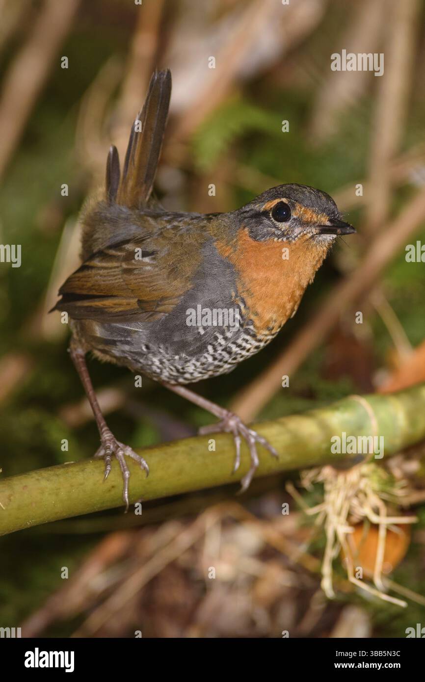 Chucao Tapaculo (Scelorchilus rubecula), Chile, South America Stock ...