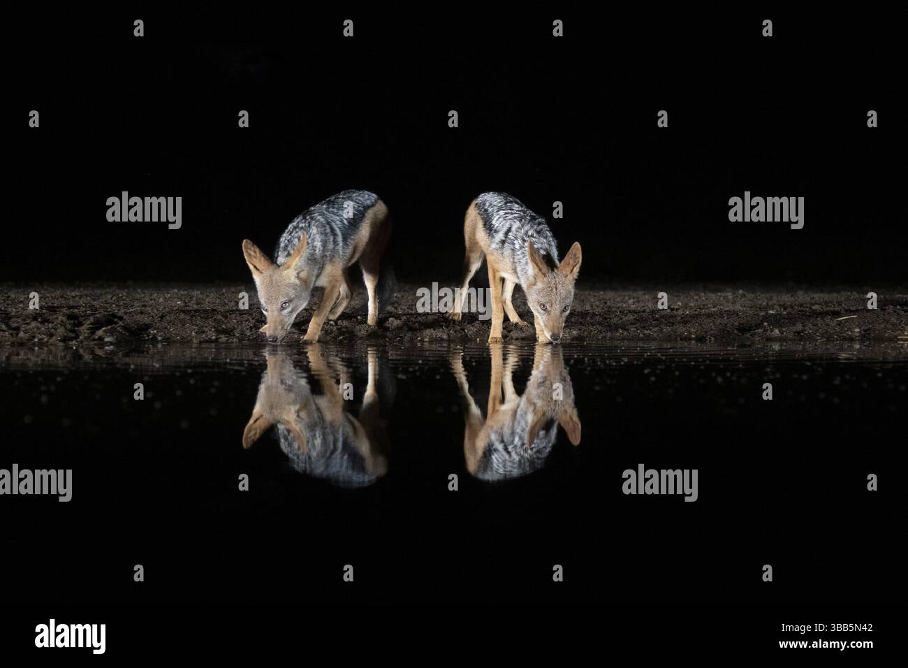 Black-backed Jackal (Canis mesomelas) two adult drinking at waterhole ...