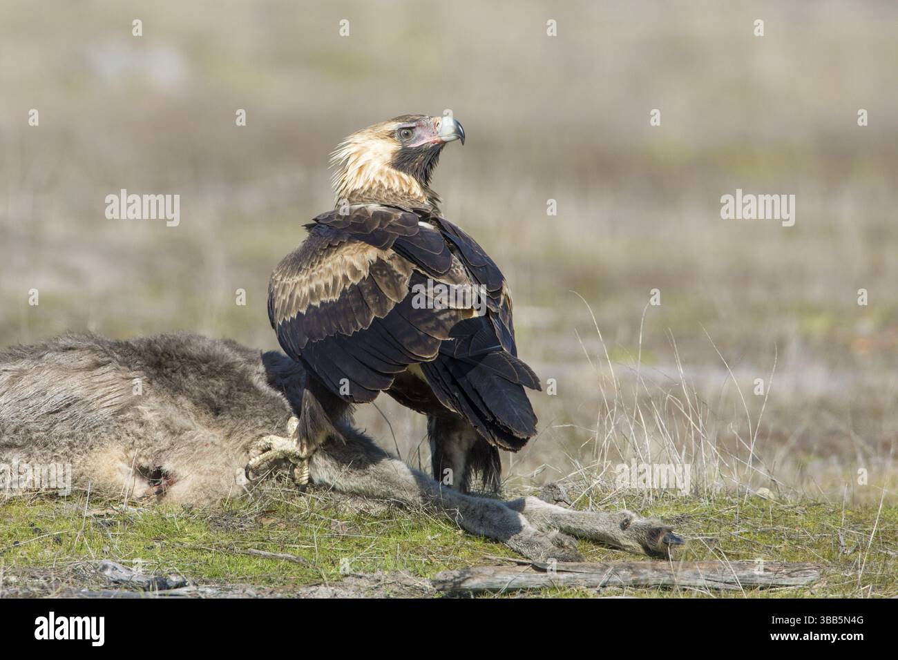 Wedge-tailed Eagle (Aquila audax) young bird on the carcass of a ...