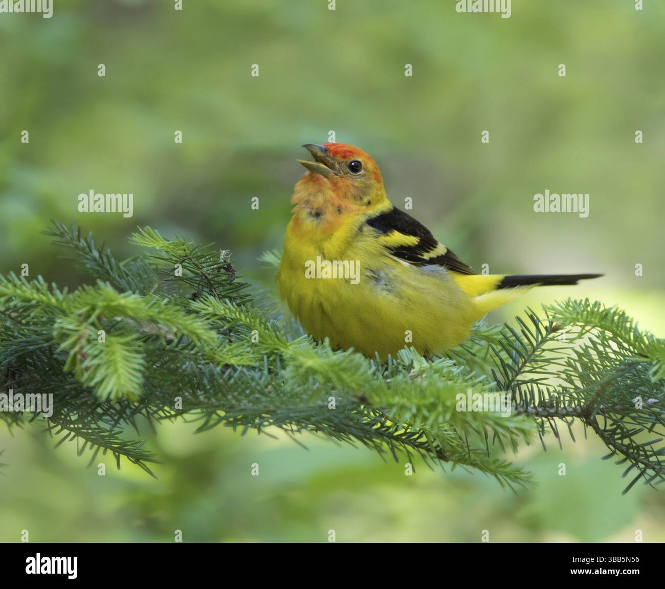 A male Western Tanager, Piranga ludoviciana, sings from a spruce tree ...