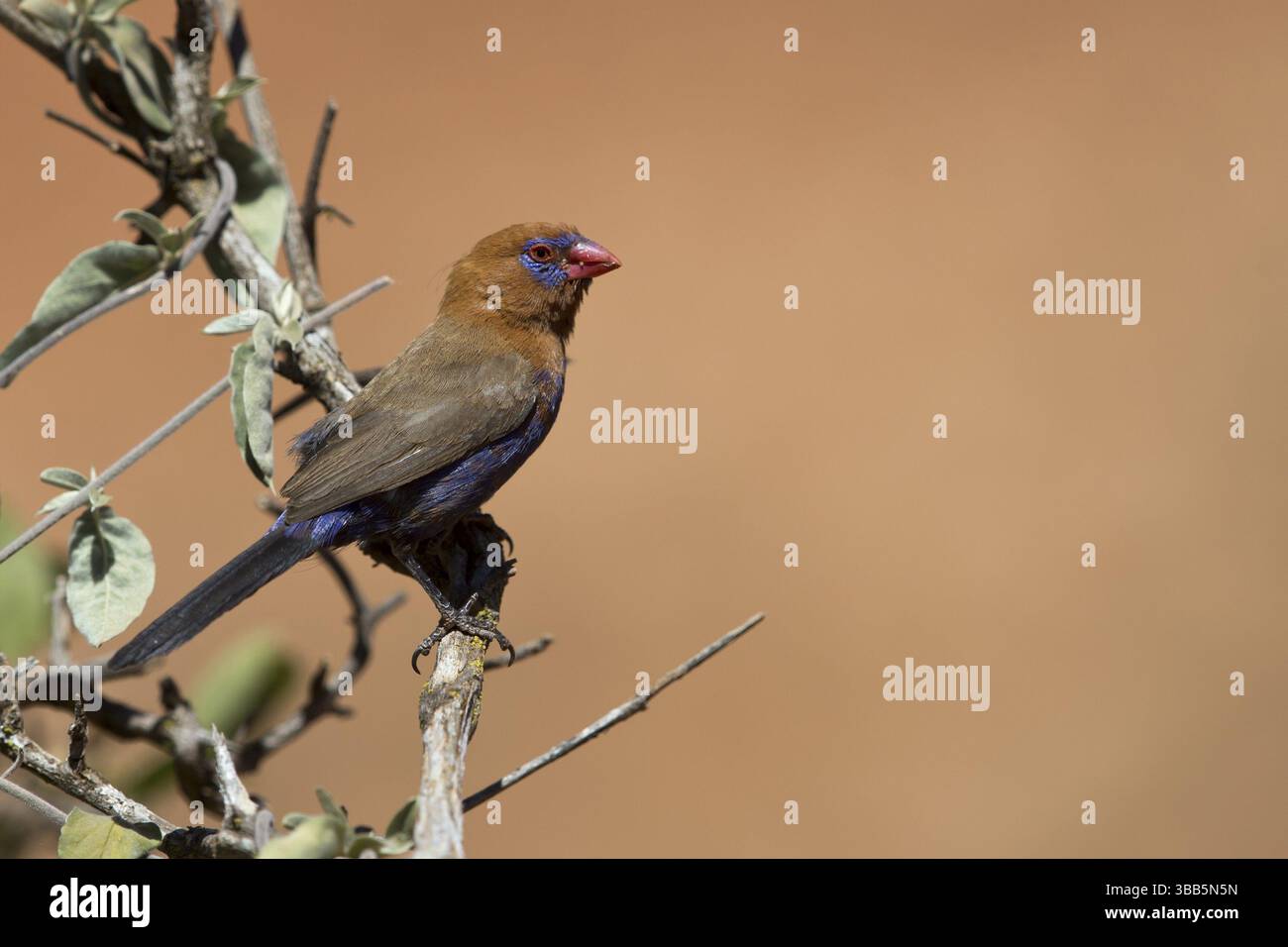 Purple Grenadier (Uraeginthus ianthinogaster) male, perched on a branch ...