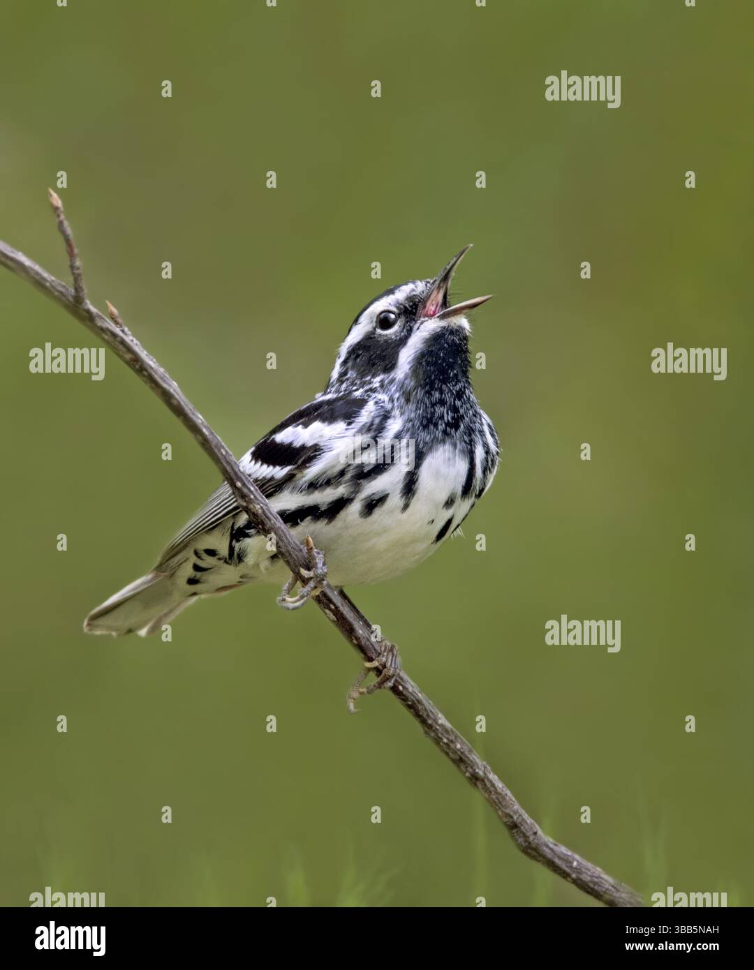 Black-and-white Warbler, male, Mniotilta varia, singing from a tree at ...