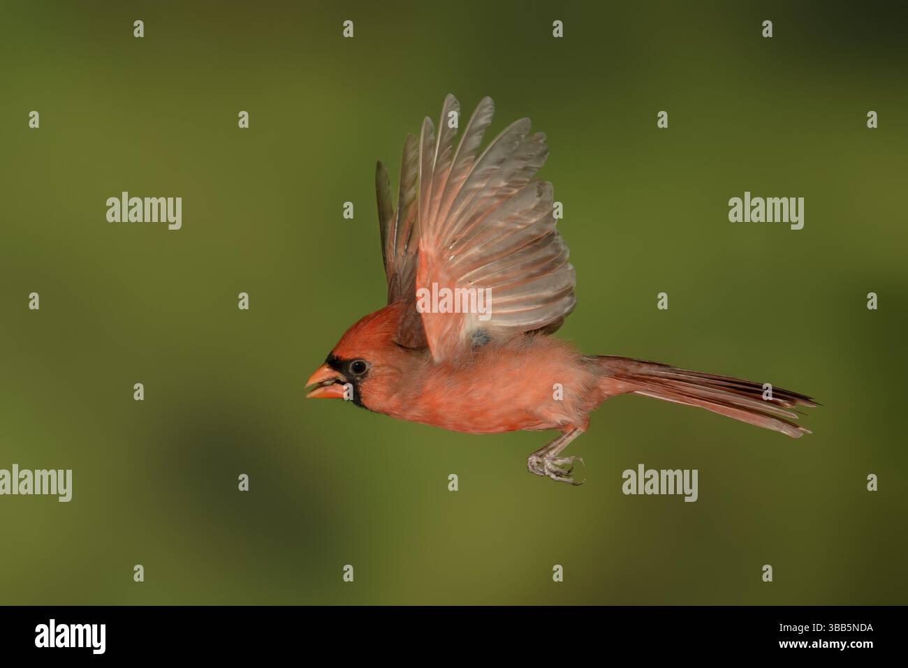 Northern Cardinal (Cardinalis cardinalis) male flying, Texas, USA ...