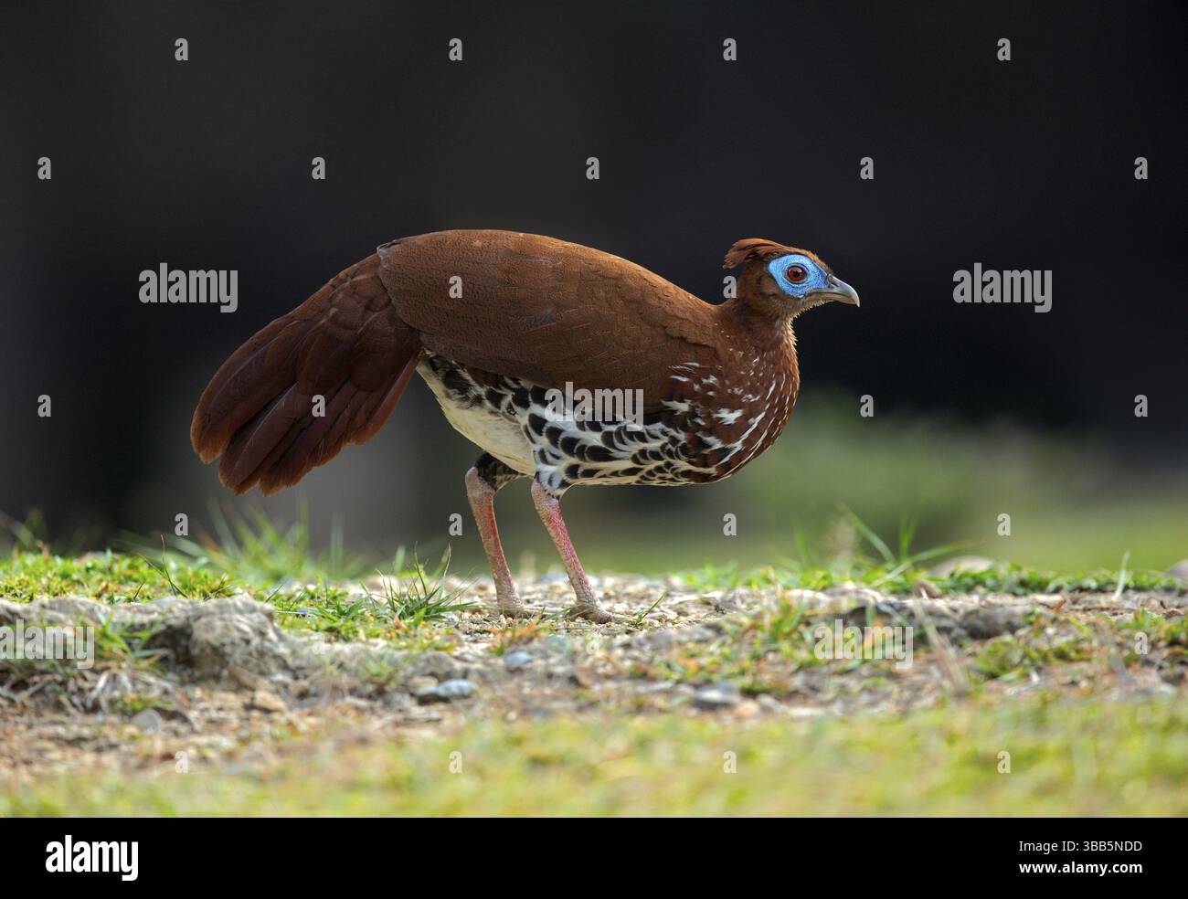 Crested fireback pheasant hi-res stock photography and images - Alamy