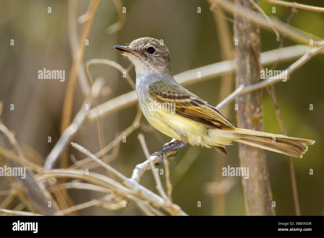 Flammulated Flycatcher Deltarhynchus flammulatus Tehualmixtle, Jalisco ...