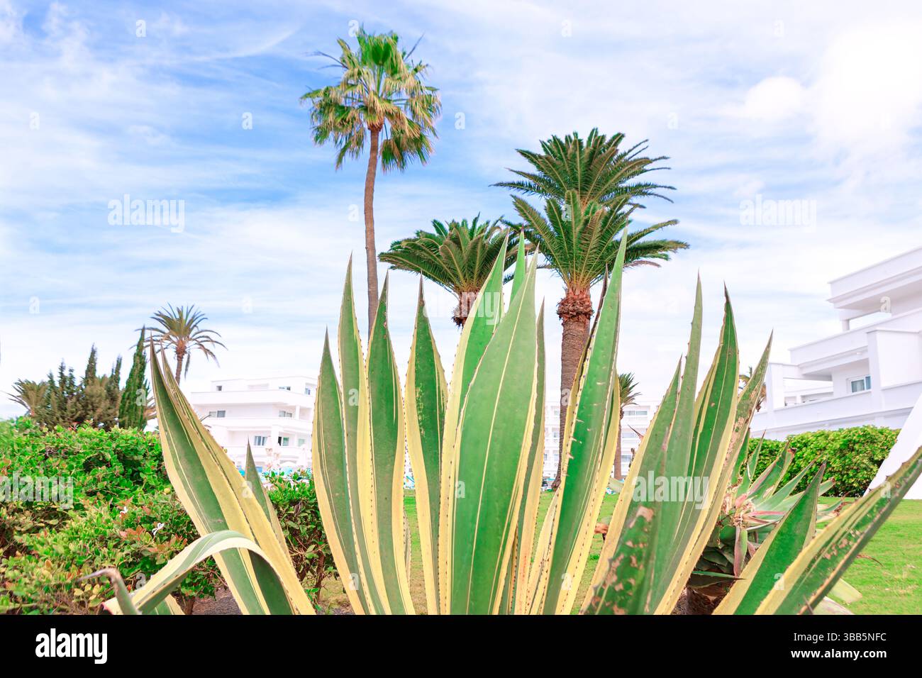 Lush greenery, including palm trees and agave, creates a tropical ...