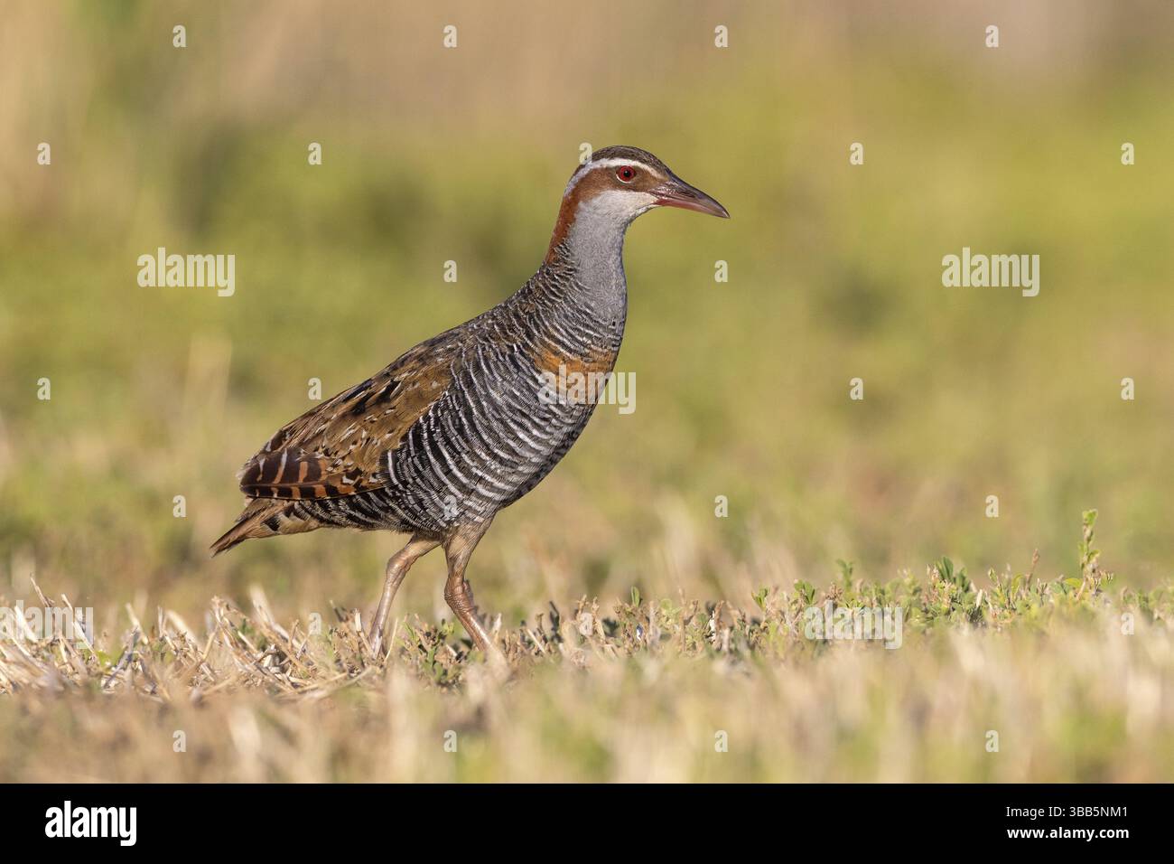 Buff-banded Rail (Gallirallus philippensis) male, Victoria, Australia ...