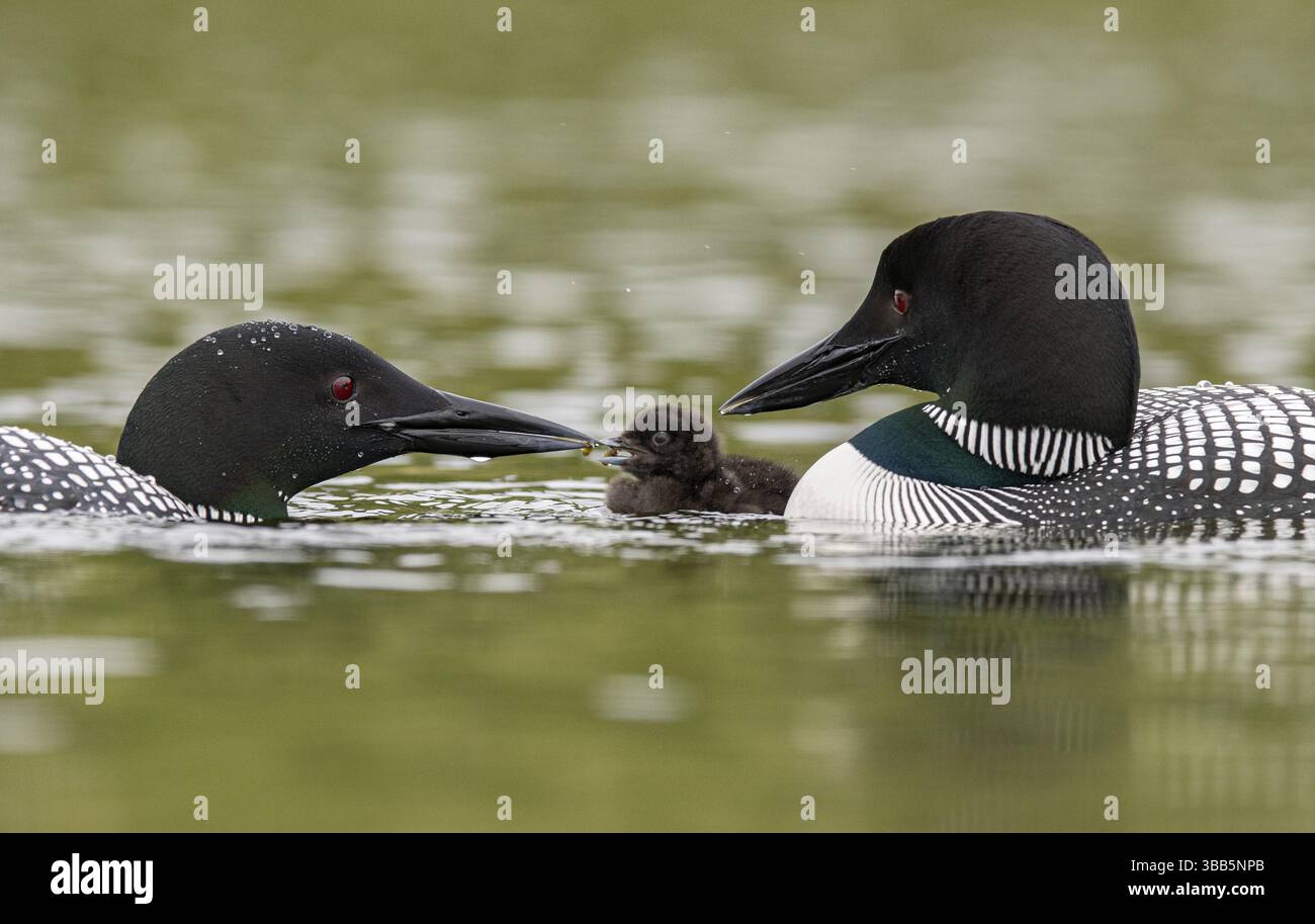 Great Northern Loon (Gavia immer) pair with chick, British Columbia ...