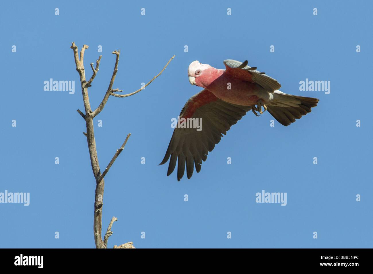 Galah (Eolophus roseicapilla kuhli) flying, Queensland, Australia ...