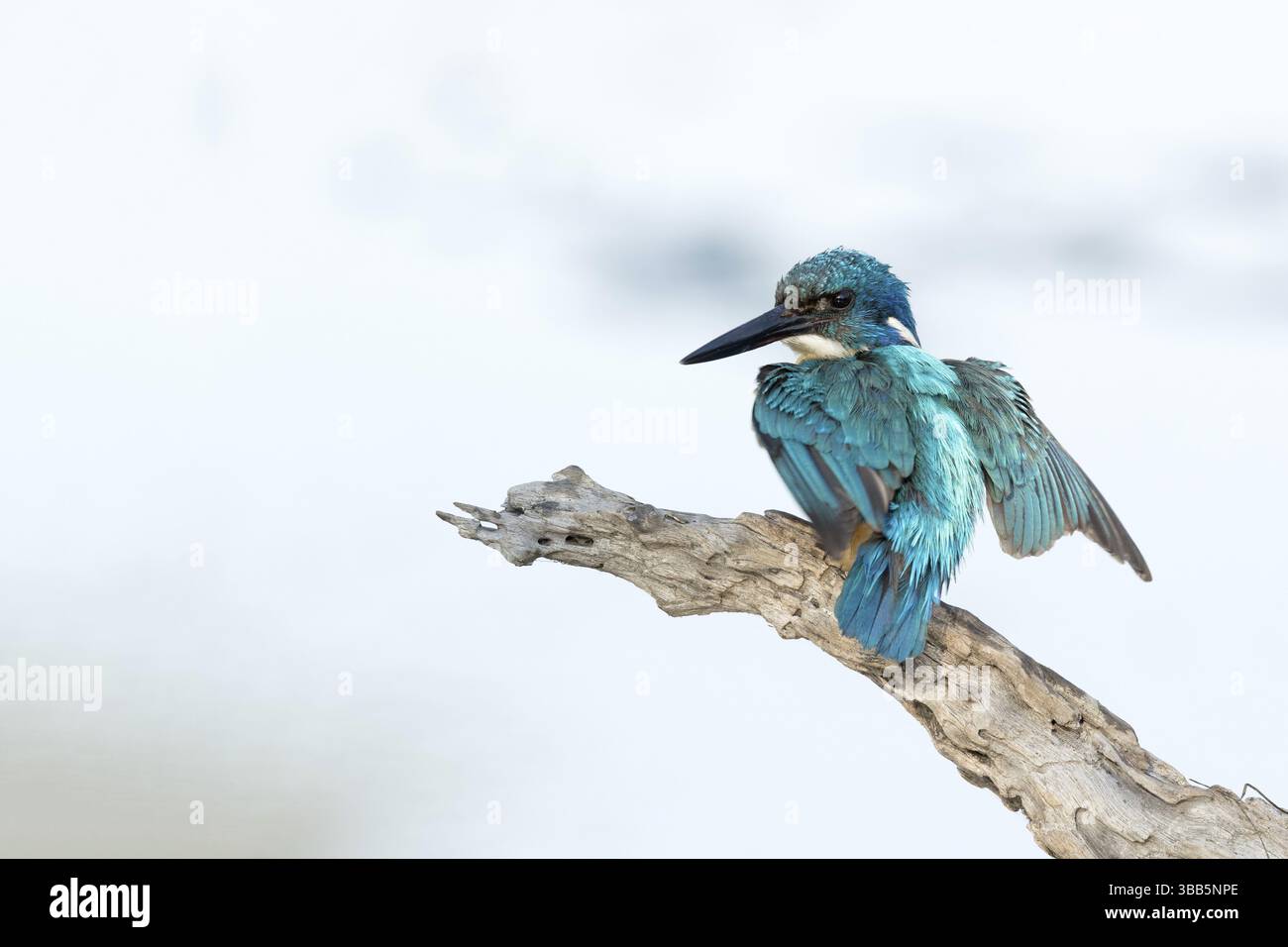 Kobalt Ijsvogel, half-collared kingfisher, alcedo semitorquata,, CONTINENT Stock Photo - Alamy