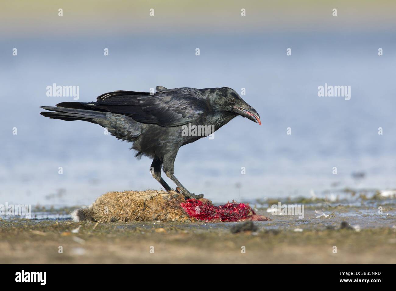 Little Raven (Corvus mellori) juvenile eats on carrion, Victoria ...