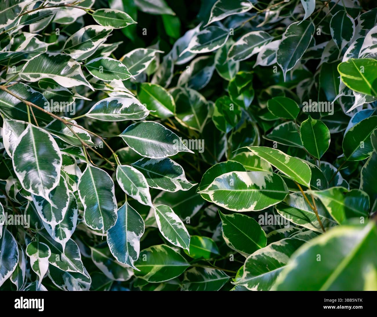 Dense, variegated leaves of the weeping fig (Ficus benjamina) create a ...