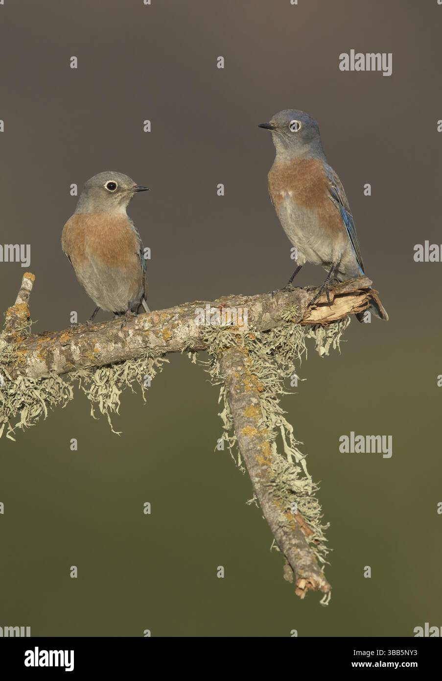 Western Bluebird (Sialia mexicana) pair, California, USA, North America ...