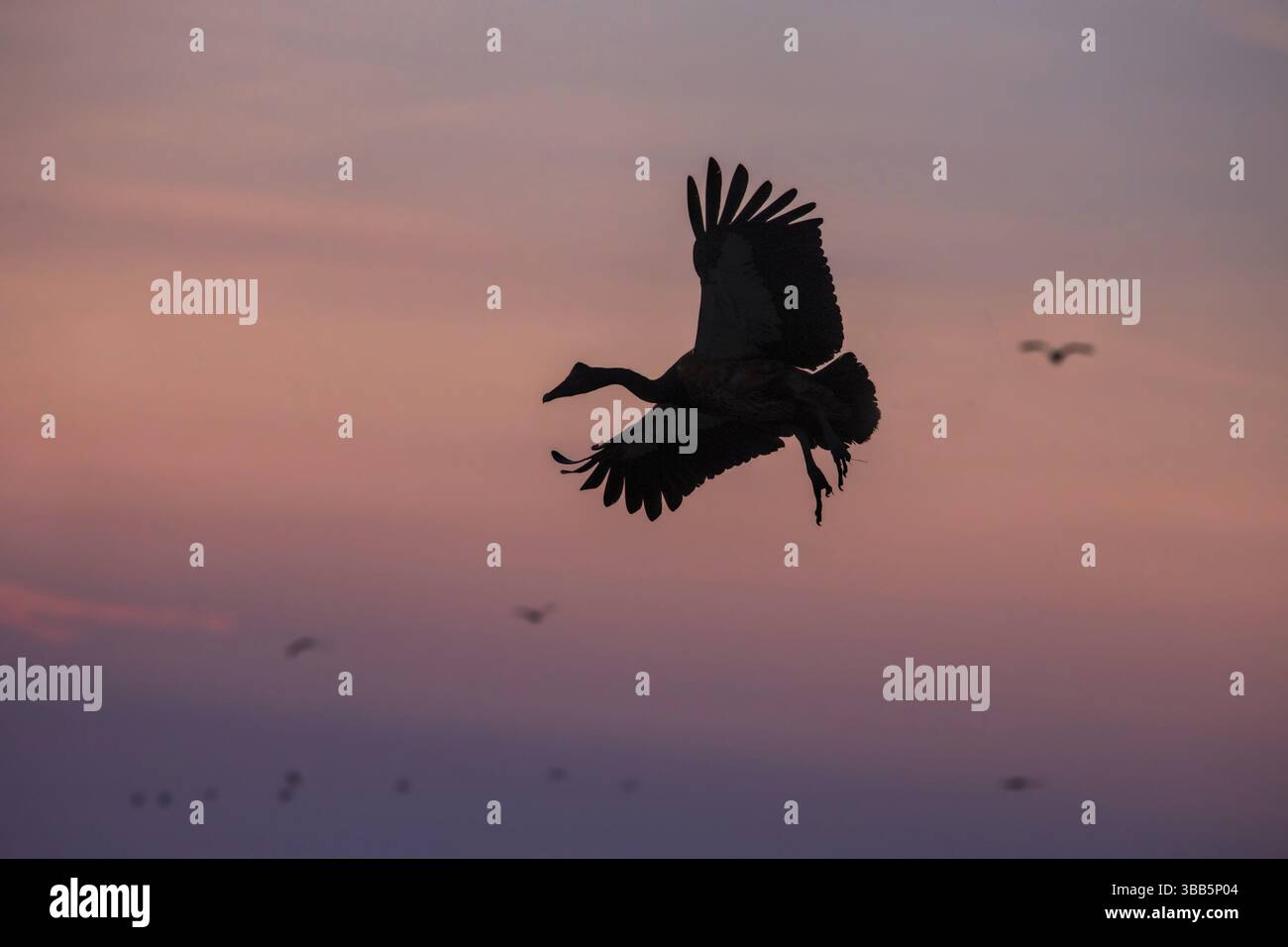 Magpie Goose (Anseranas semipalmata) flying, Northern Territory ...