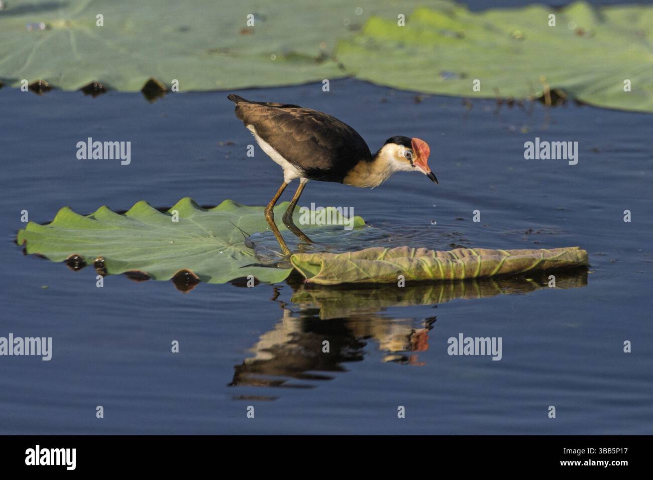 Comb-crested Jacana (Irediparra gallinacea), Northern Territory ...