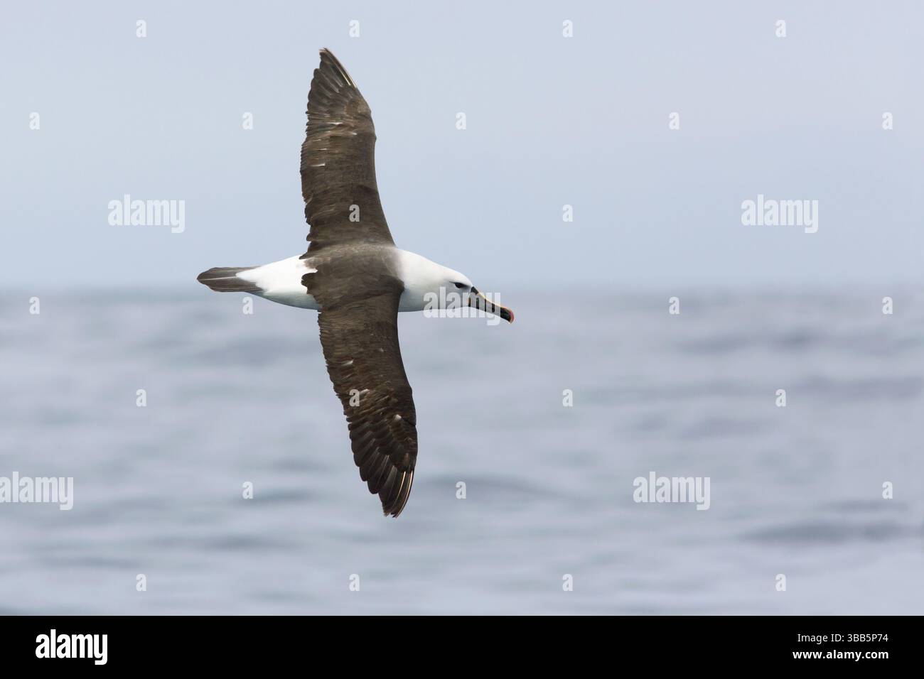 Atlantic Yellow-nosed Albatross (Thalassarche chlororhynchos) flying ...