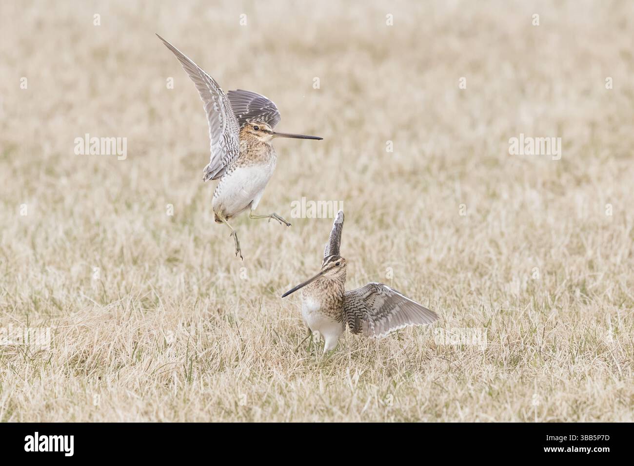 Common Snipe : Grimsey Island : Iceland Stock Photo - Alamy