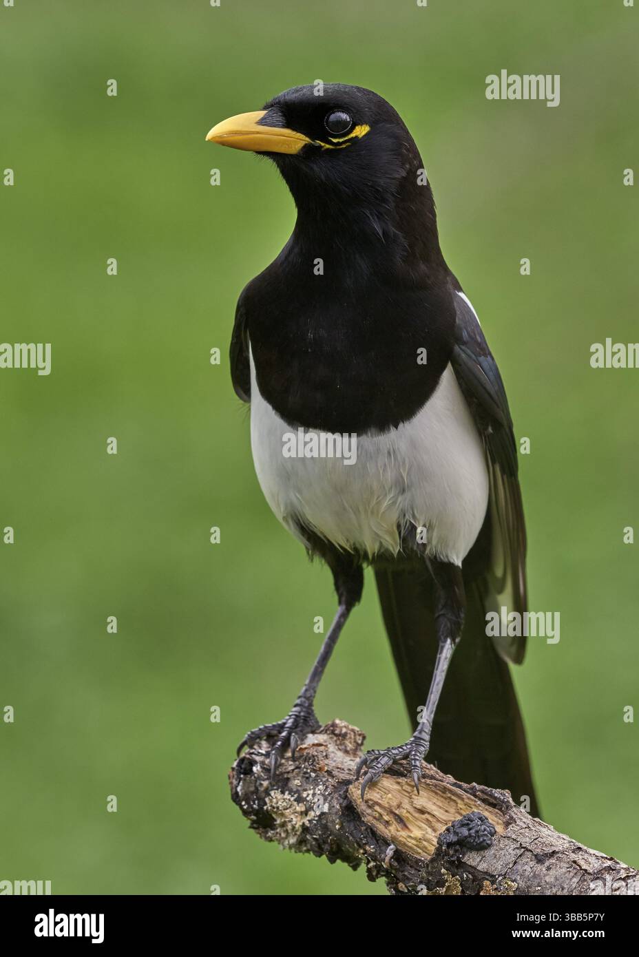 Yellow-billed Magpie (Pica nuttalli Stock Photo - Alamy