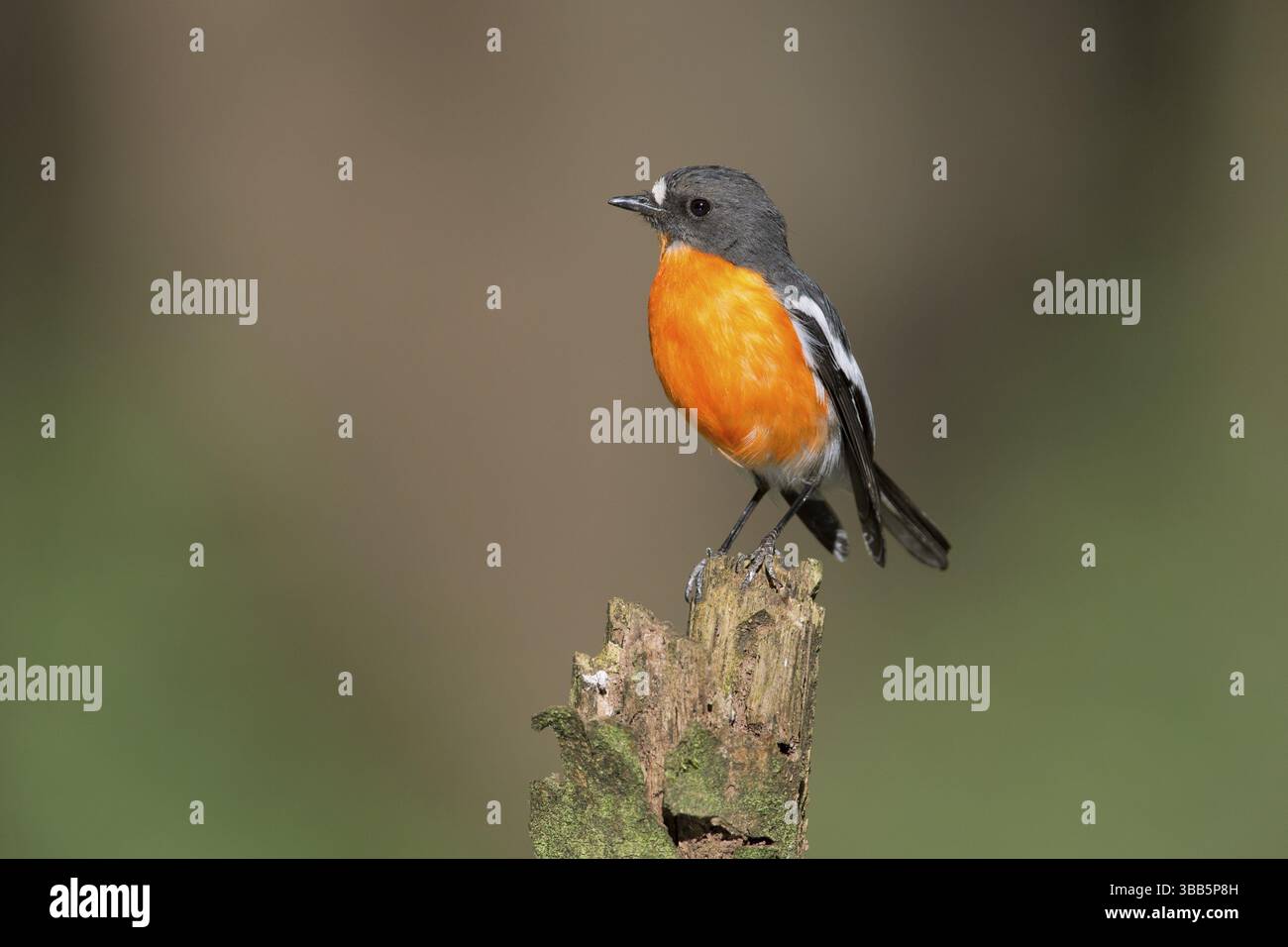 Flame Robin (Petroica phoenicea) male, Victoria, Australia, Oceania Stock Photo - Alamy