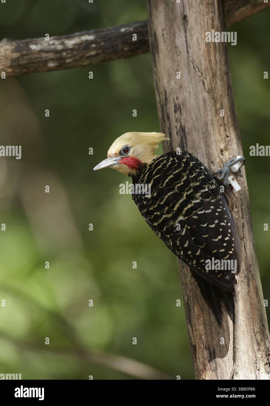 Blond-crested Woodpecker (Celeus flavescens) male, Atlantic rainforest ...