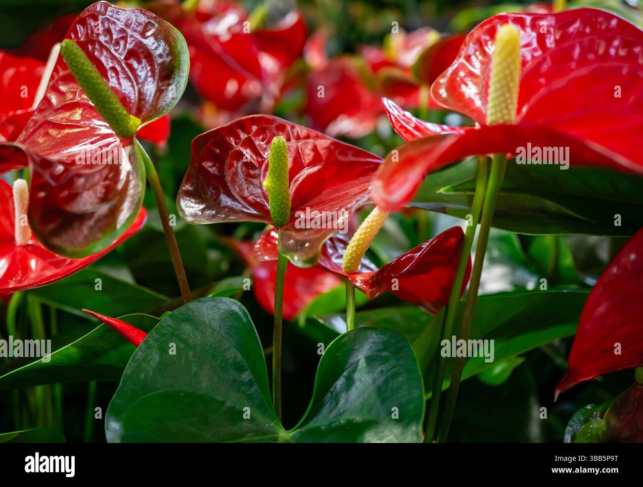 Shiny red flamingo flowers (Anthurium andraeanum) in full bloom with ...