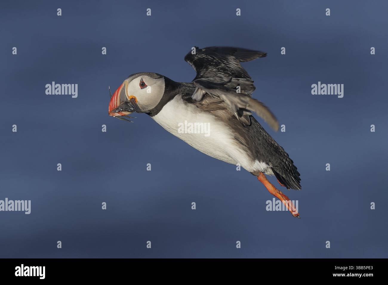 Puffins feed iceland hi-res stock photography and images - Alamy