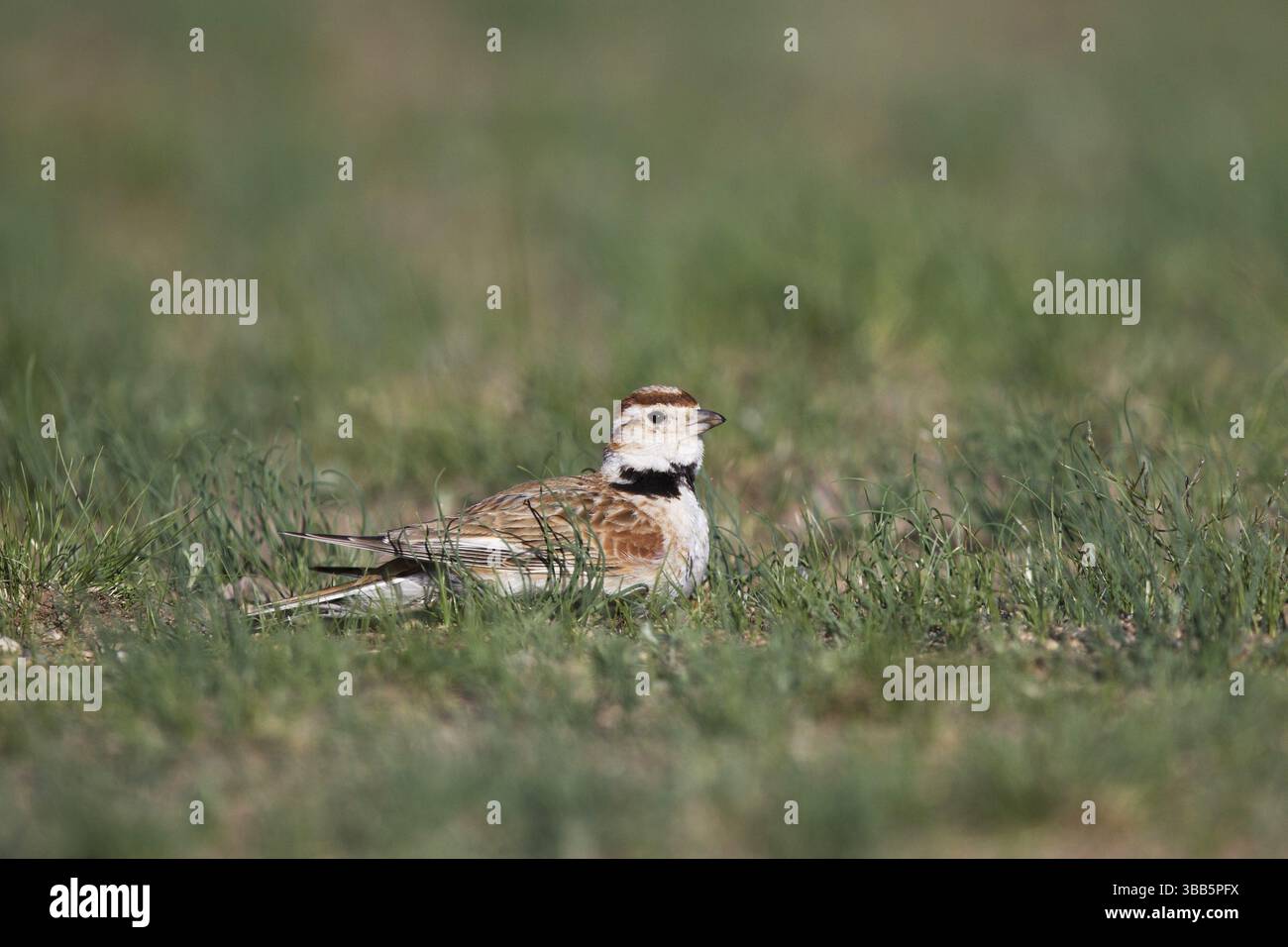 Mongolian Lark (Melanocorypha mongolica), Dornod Aimag, Mongolia, Asia ...