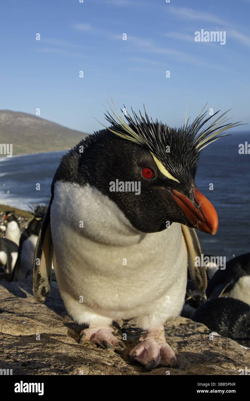 Rockhopper Penguin (Eudyptes chrysocome) at a nesting colony in the ...