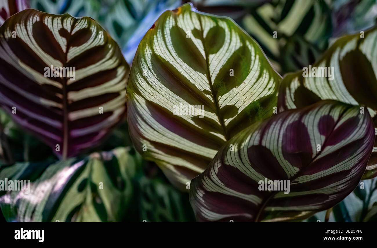 Detail view of Calathea makoyana, also known as the Peacock Plant ...