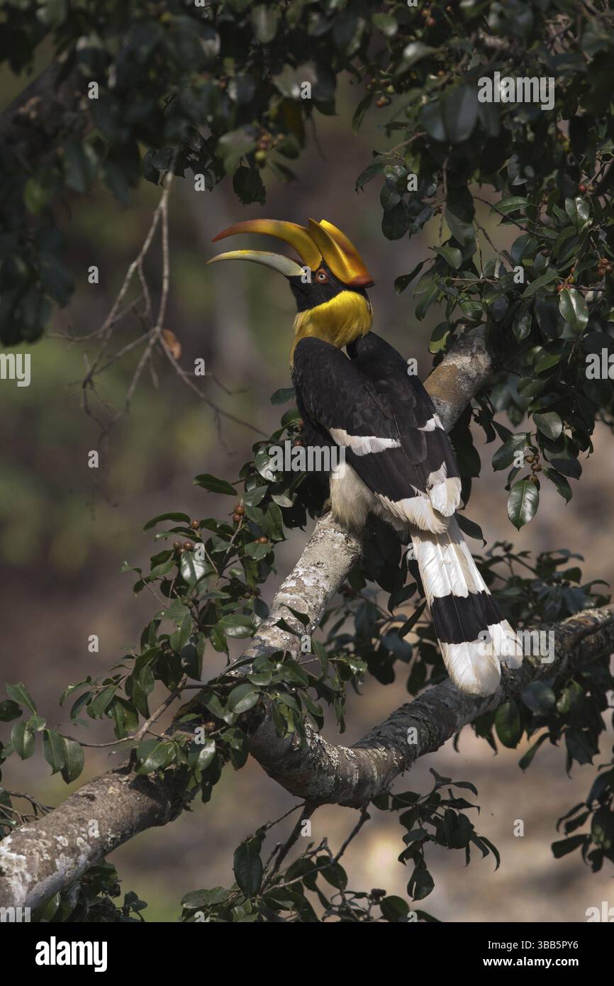 Great Hornbill (Buceros bicornis) female, Manas National Park, Bhutan ...