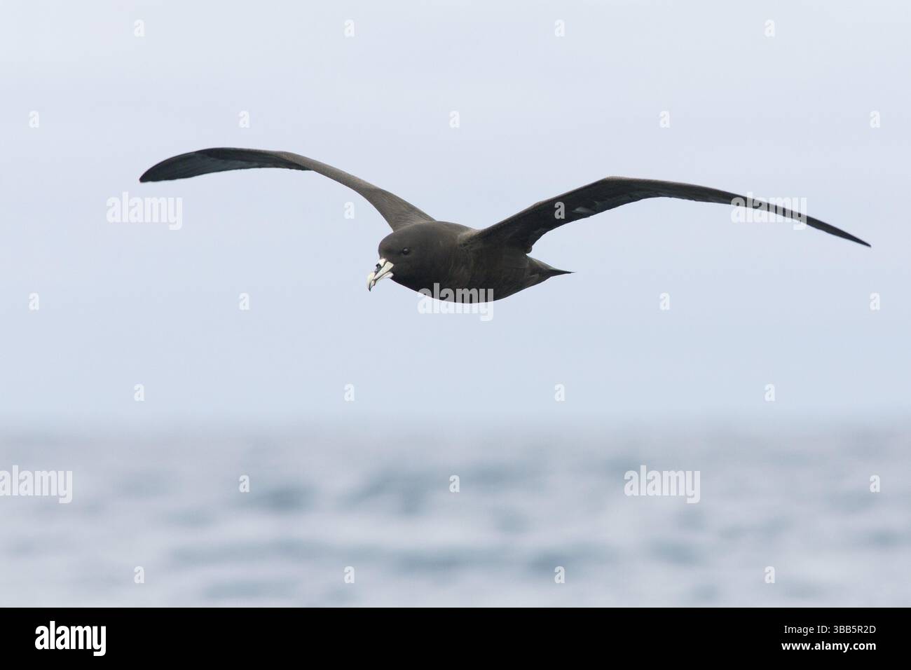 White-chinned Petrel (Procellaria aequinoctialis) flying, Victoria ...