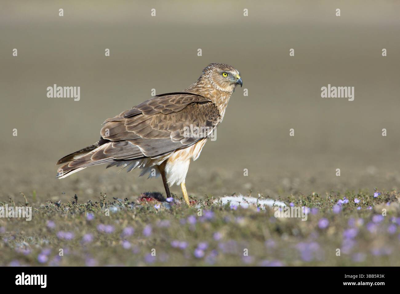 Swamp Harrier (Circus approximans) male with prey, Victoria, Australia ...