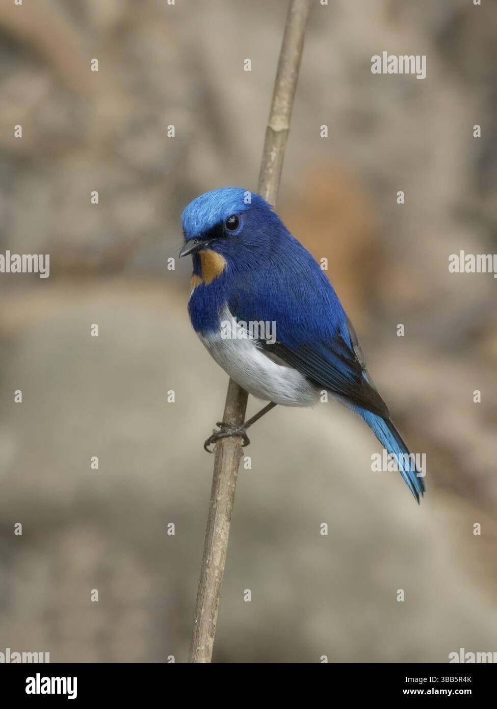 Sapphire Flycatcher (Ficedula sapphira) male perched on a branch, West ...