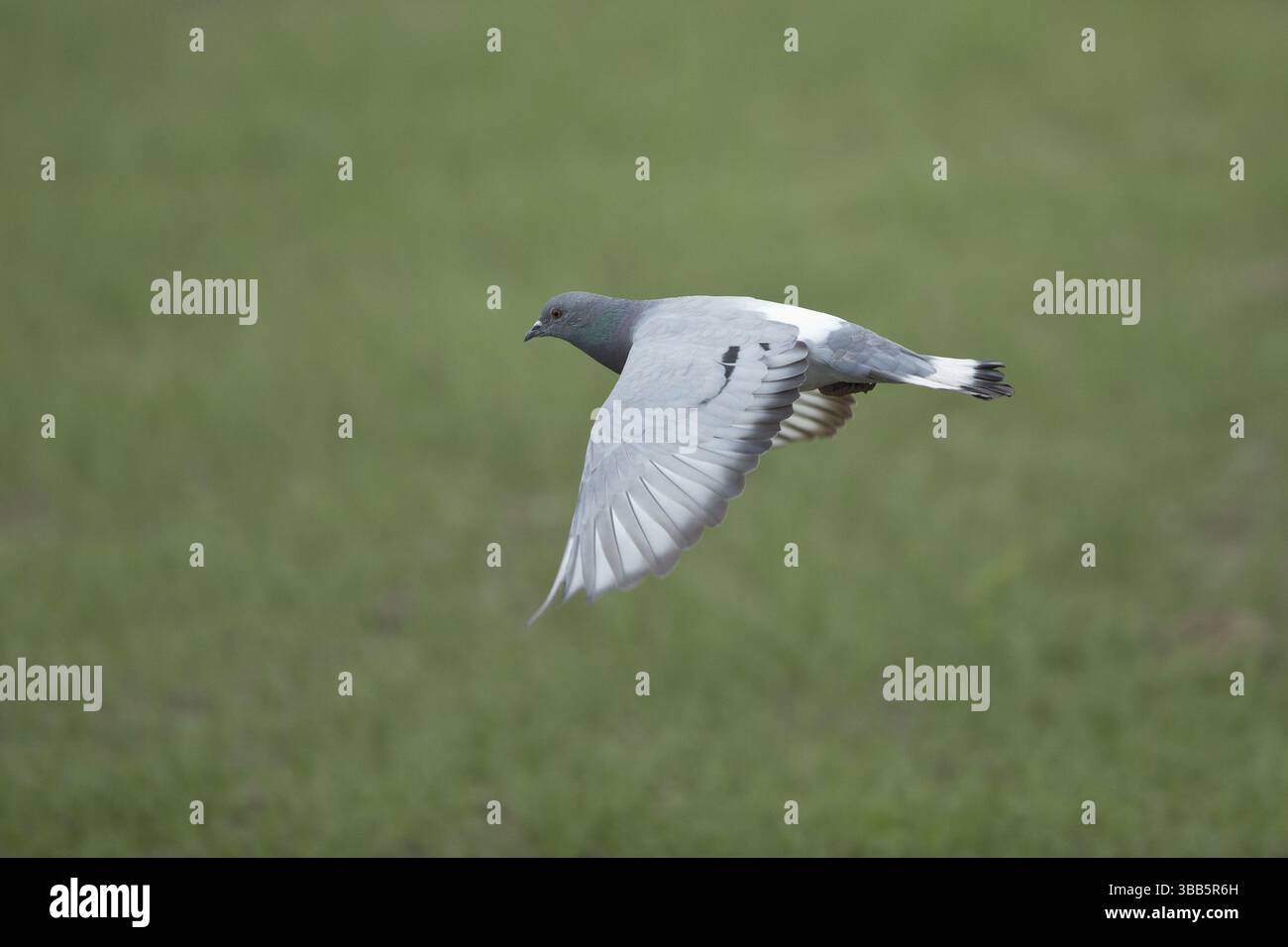 Hill Pigeon (Columba rupestris) flying, Dornod-Aimag, Mongolia, Asia ...