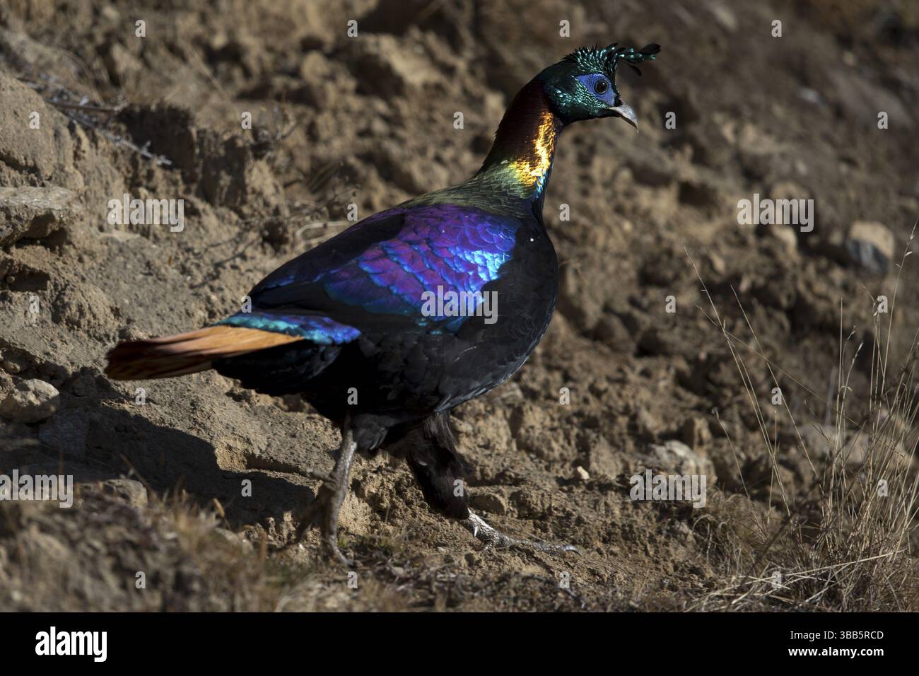 Himalayan Monal (Lophophorus impejanus) male, Bumthang, Bhutan, Asia ...
