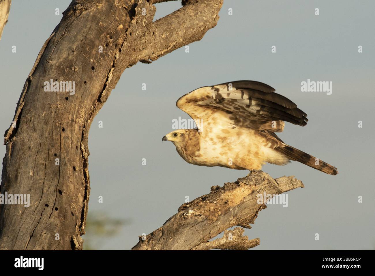 African Harrier-Hawk (Polyboroides typus) juvenile, Lake Baringo, Kenya ...