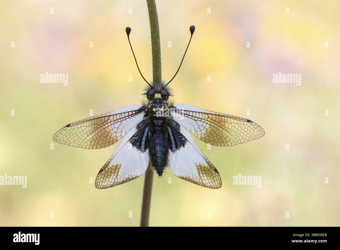 Schmetterlingshaft, Libelloides lacteus (ottomanus). Der Netzfluegler ...