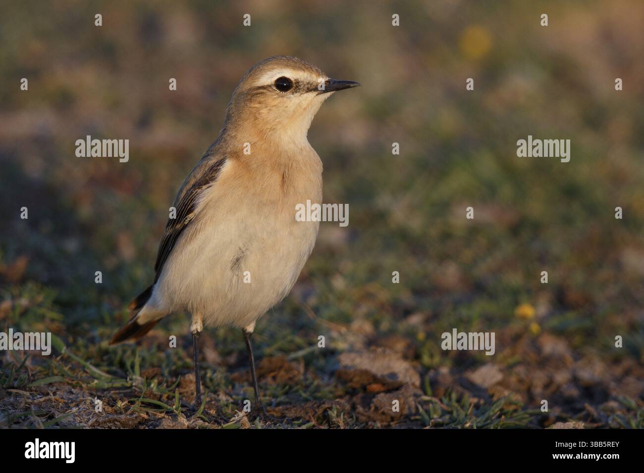 Isabelline Wheatear (Oenanthe isabellina), Greece, Europe Stock Photo ...