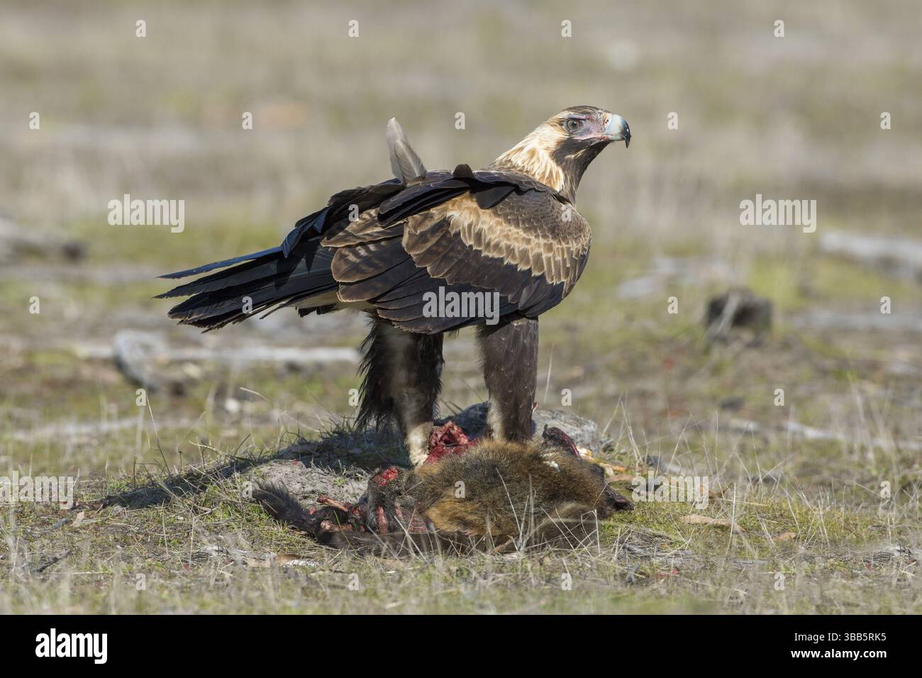 Wedge-tailed Eagle (Aquila audax) young bird on the carcass of a ...