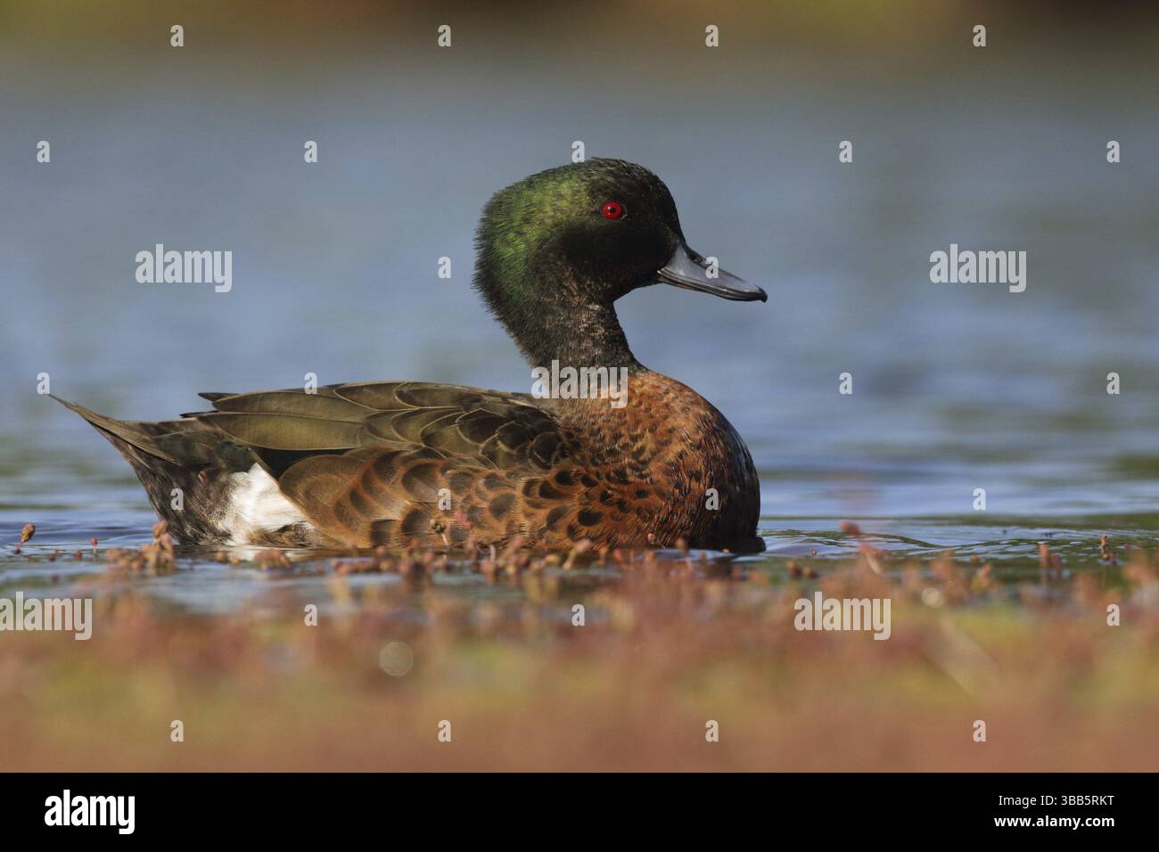 Chestnut Teal (Anas castanea) male, Victoria, Australia, Oceania Stock ...