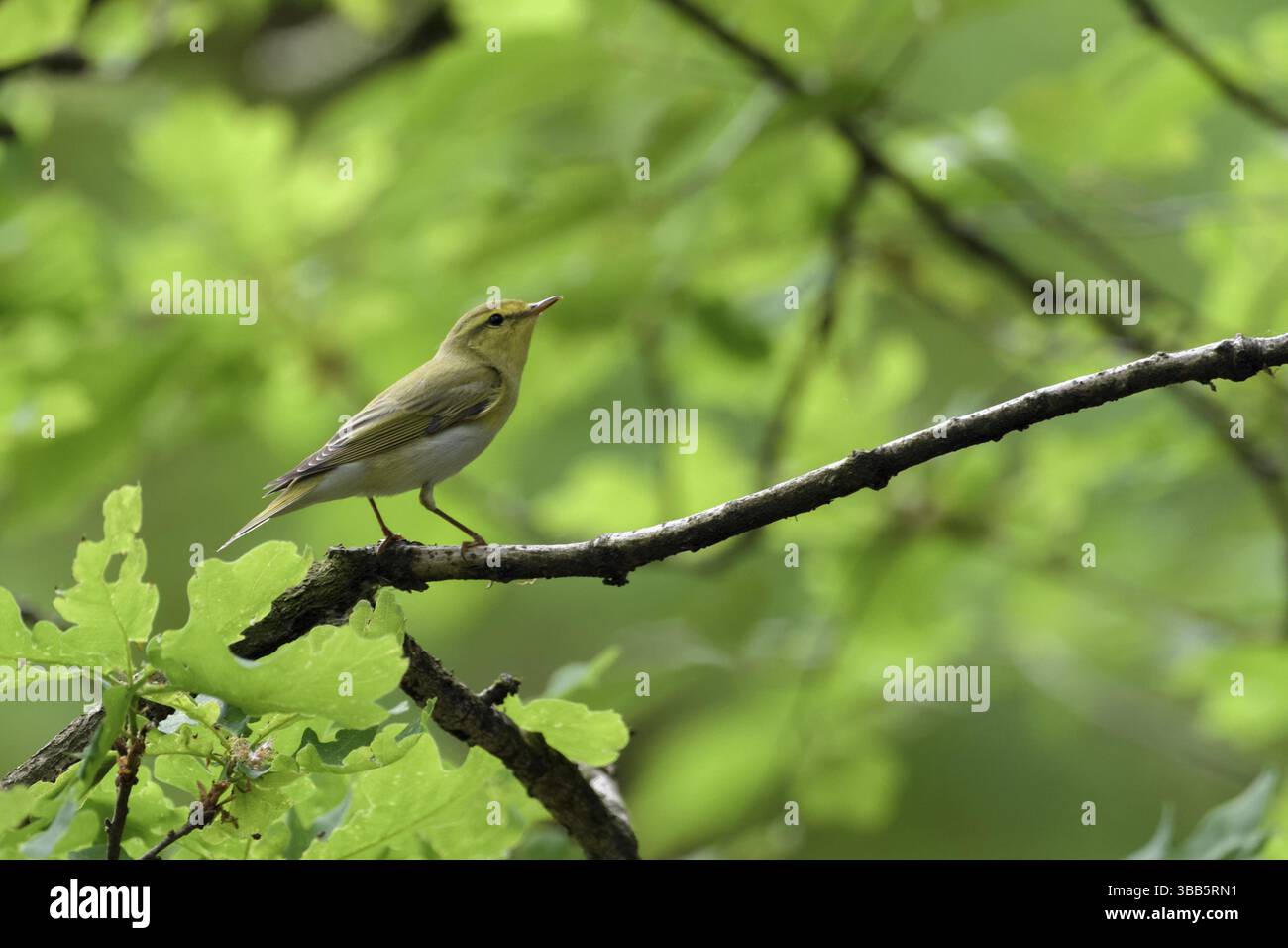 Wood Warbler (Phylloscopus sibilatrix) male, North Rhine-Westphalia ...