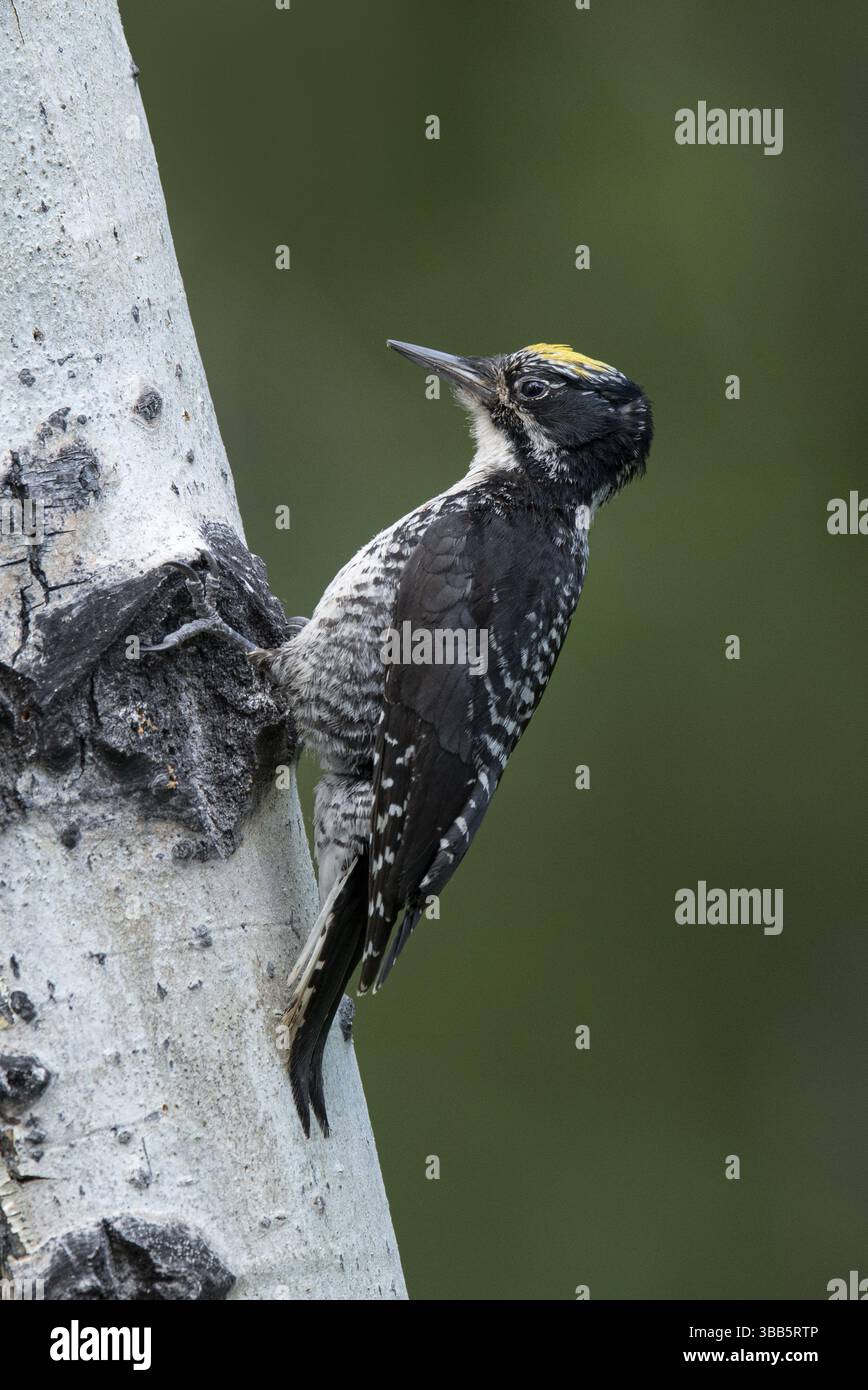 American Three-toed Woodpecker (Picoides dorsalis) male, British ...